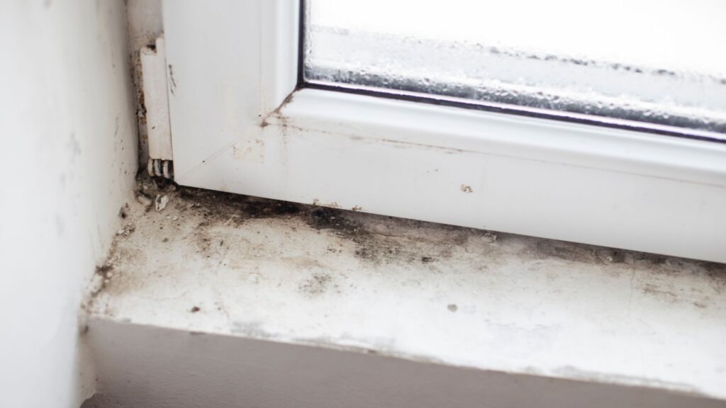 Mold Damage Repair - The Step By Step Guide